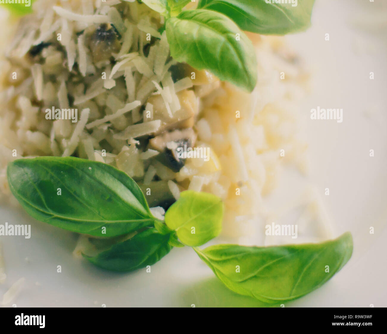 european and mediterranean cuisine styled concept - mushroom risotto ...
