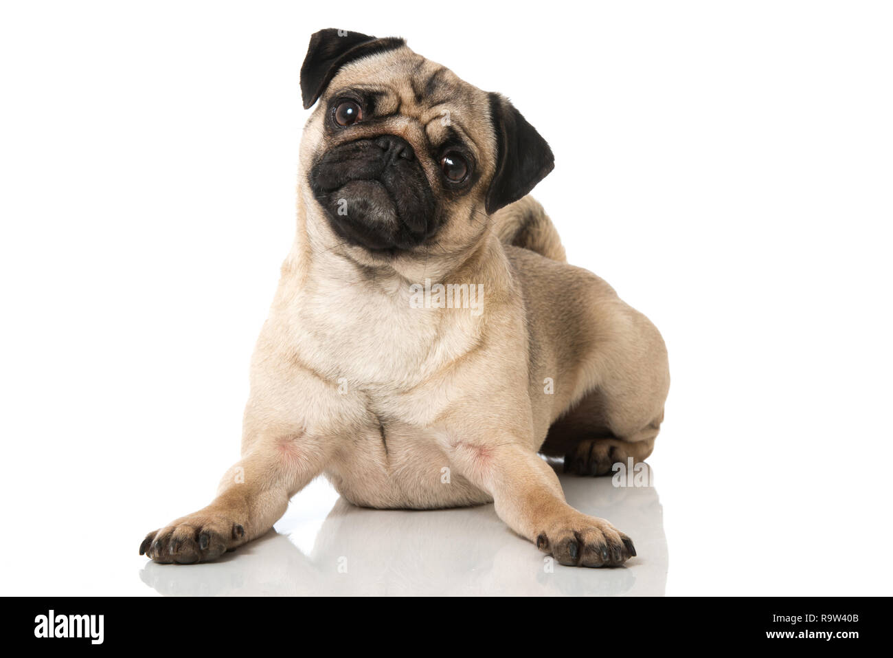 Lying pug isolated on white background Stock Photo - Alamy