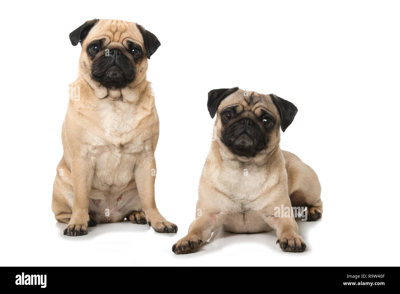 Two pugs isolated on white background Stock Photo - Alamy