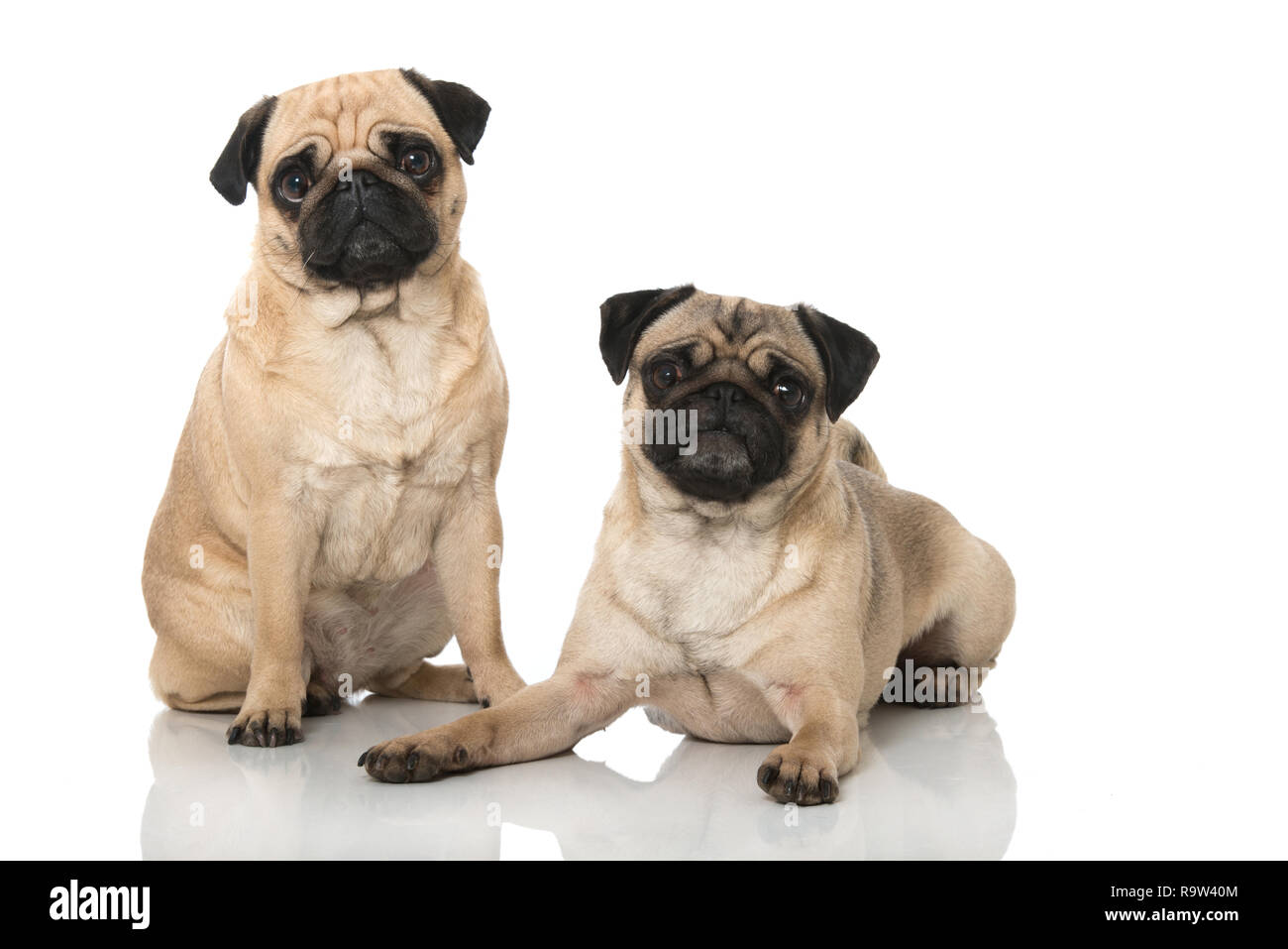 Two pugs isolated on white background Stock Photo - Alamy