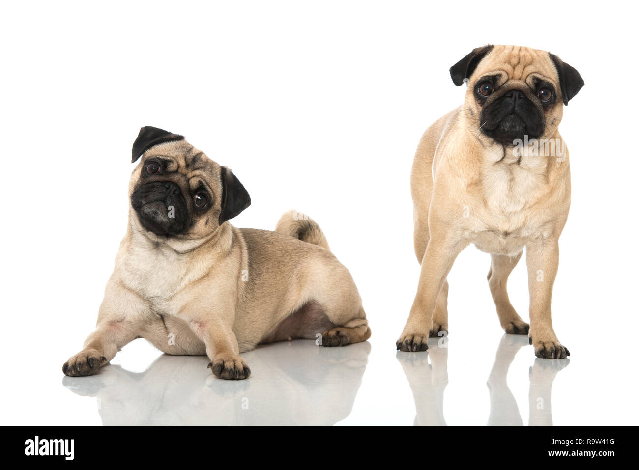 Two pugs isolated on white background Stock Photo - Alamy