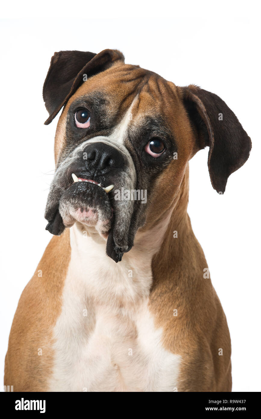 Adult boxer dog isolated on white backgroud Stock Photo - Alamy