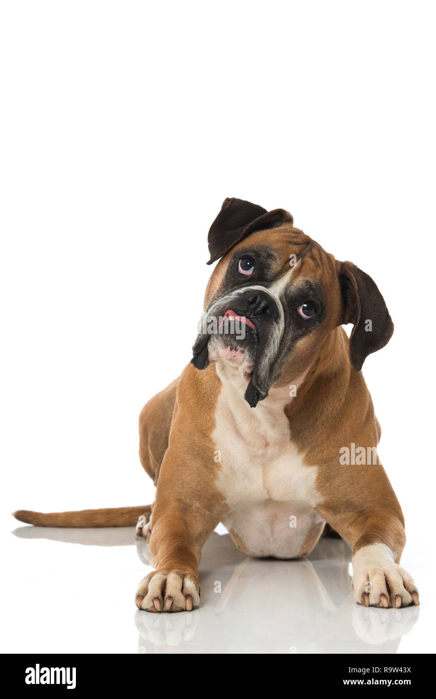 Adult boxer dog isolated on white backgroud Stock Photo - Alamy