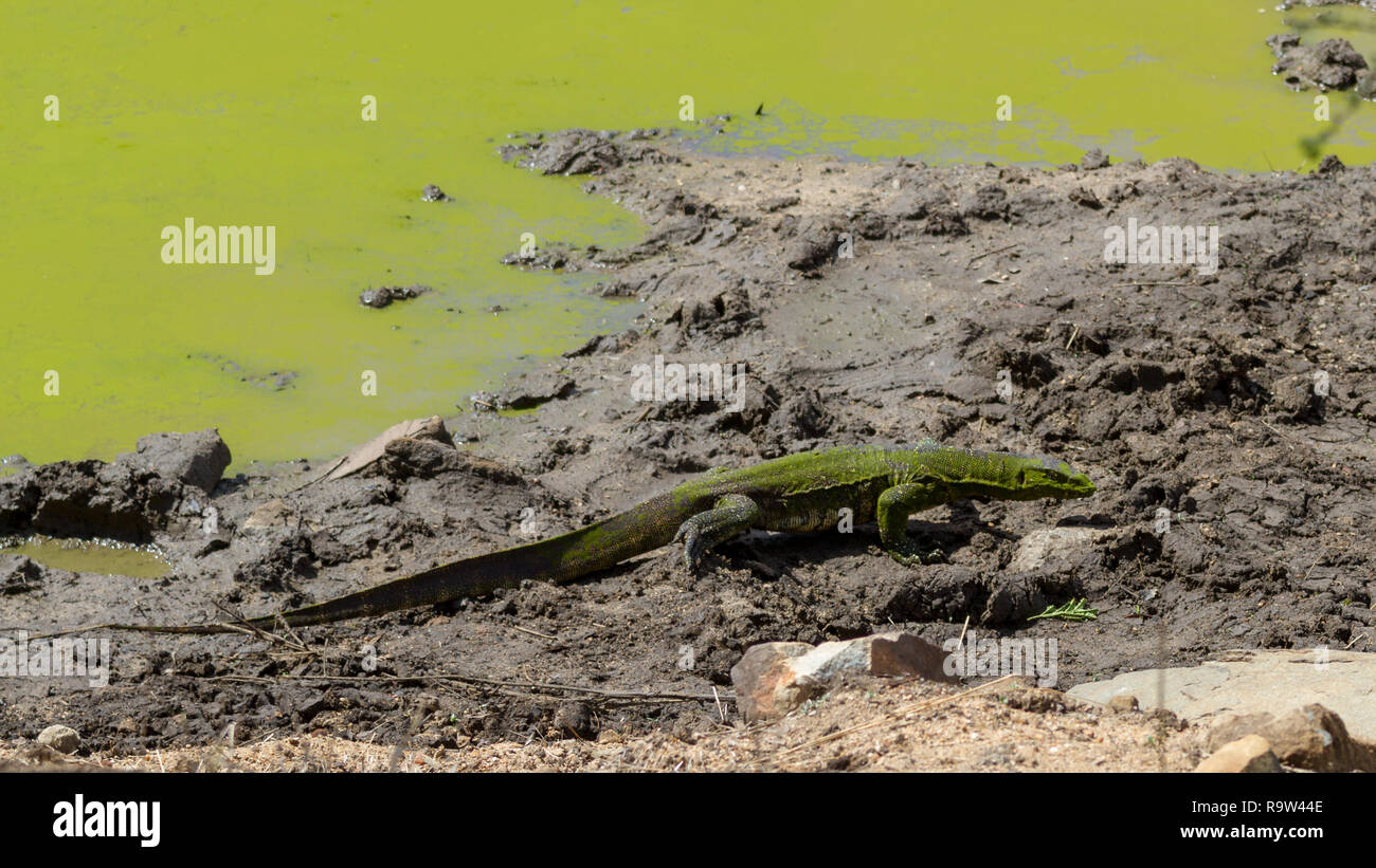 Whole body of a big water monitor lizard walking out of water in South ...