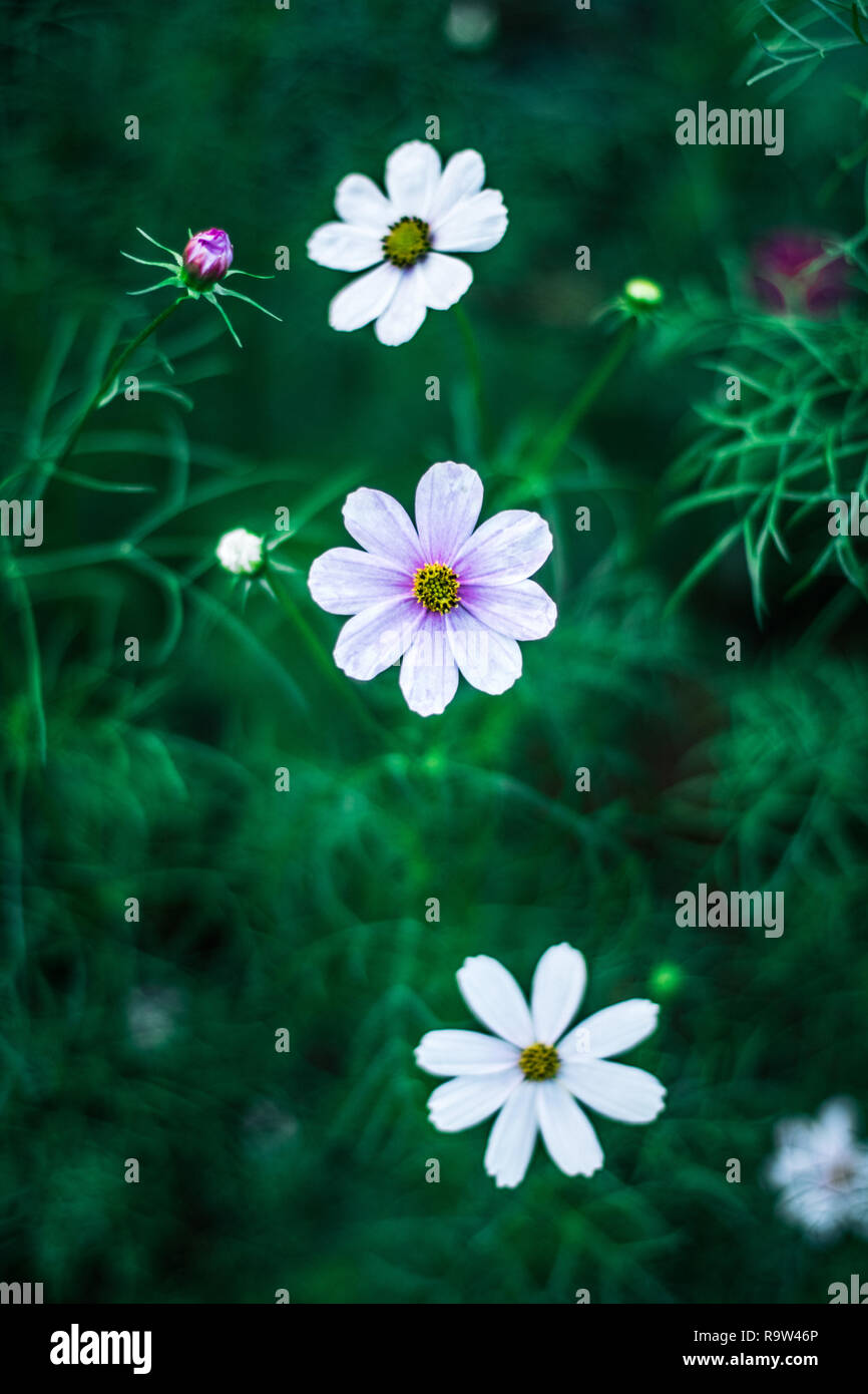 daisy garden - gardening, flowers and nature styled concept, elegant ...