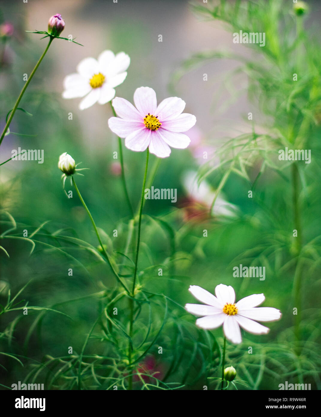 daisy garden - gardening, flowers and nature styled concept, elegant ...