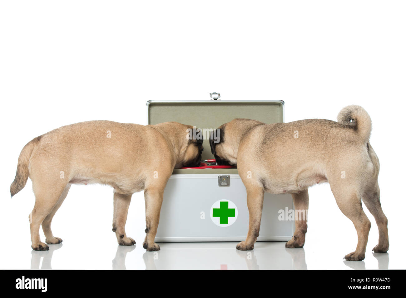 Pug with first aid kit isolated on white Stock Photo - Alamy
