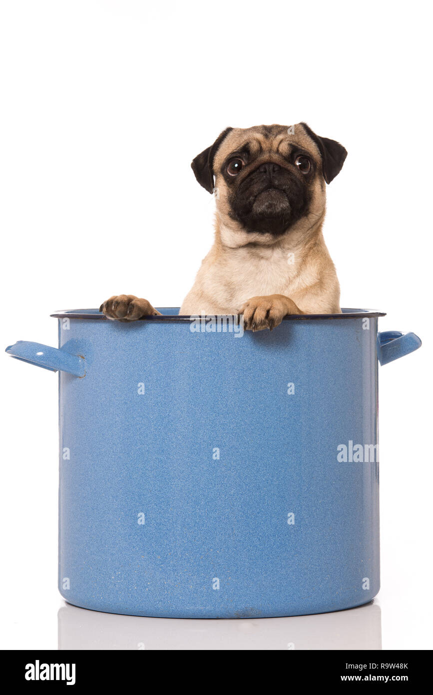 Pug in pot hi-res stock photography and images - Alamy