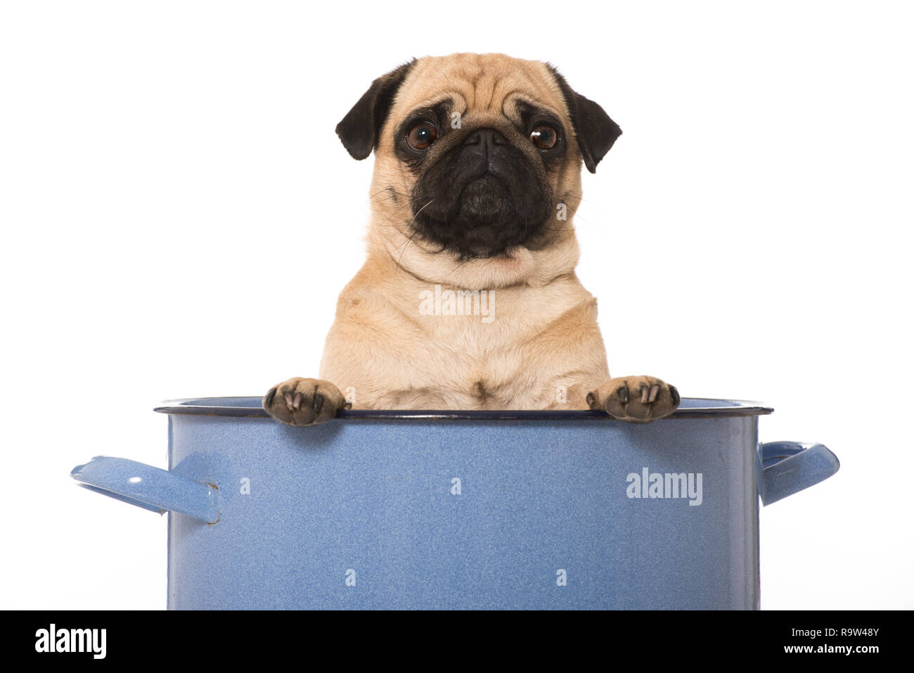 Pug in pot hi-res stock photography and images - Alamy