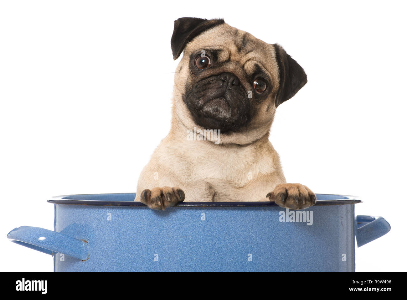 Pug in pot hi-res stock photography and images - Alamy