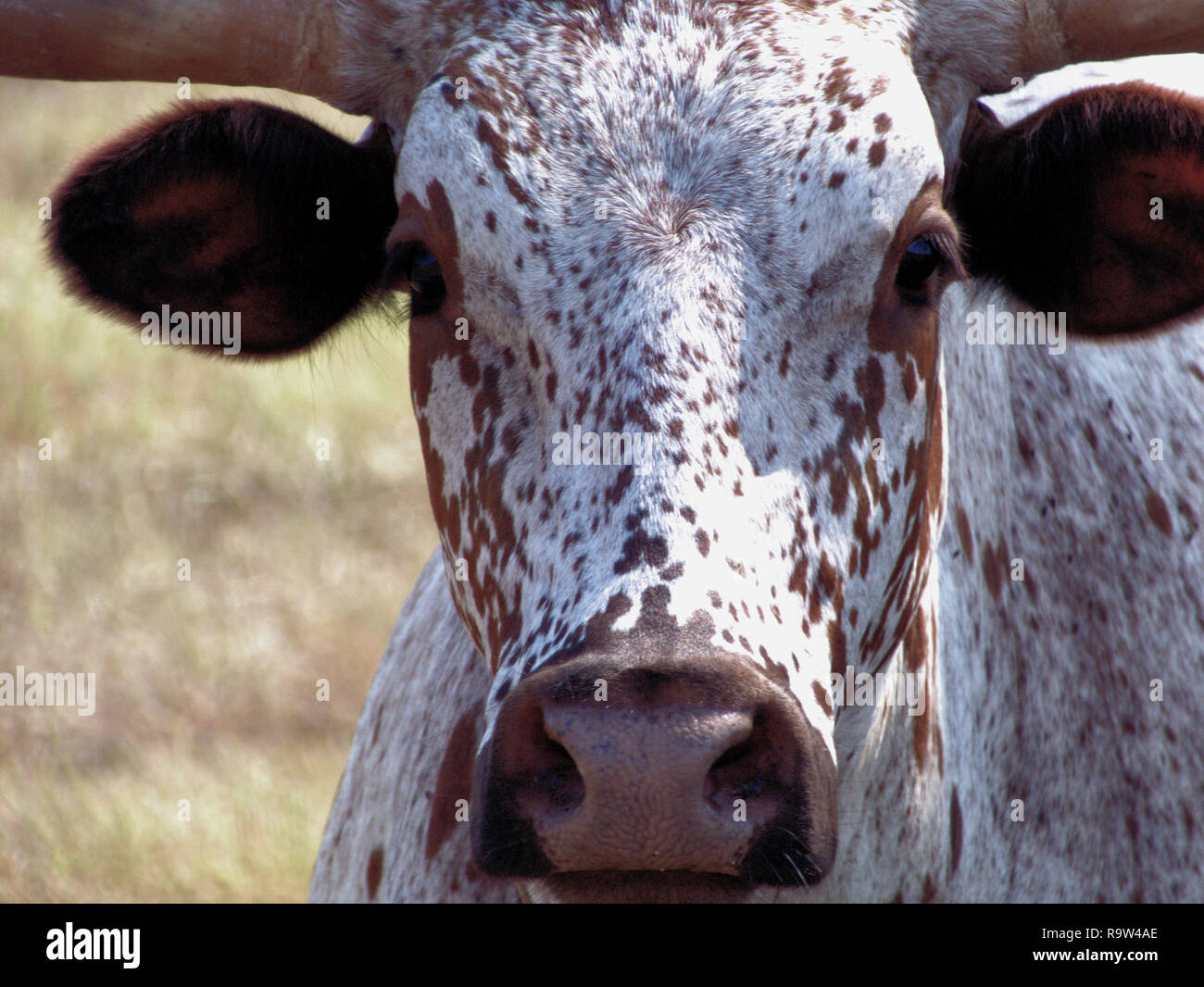 Texas Longhorn Close Up Stock Photo - Alamy