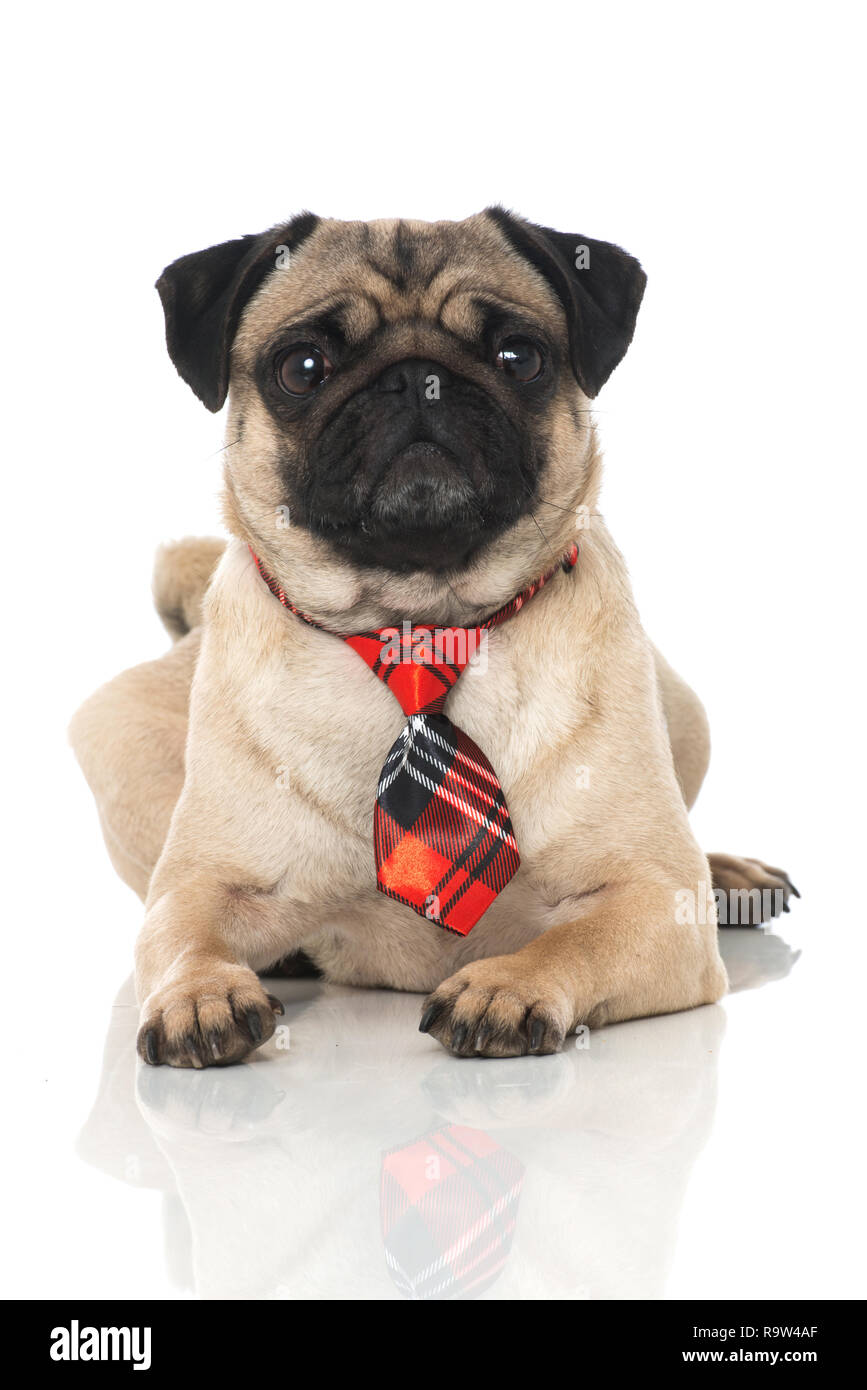 Pug with a tie isolated on white Stock Photo - Alamy