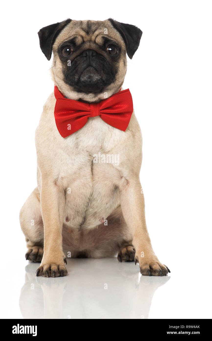 Pug with a tie isolated on white Stock Photo - Alamy