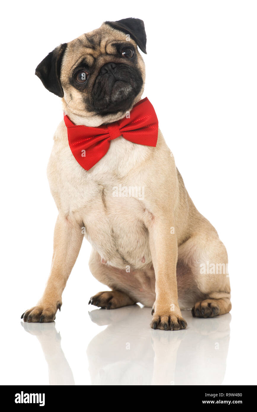 Pug with a tie isolated on white Stock Photo - Alamy