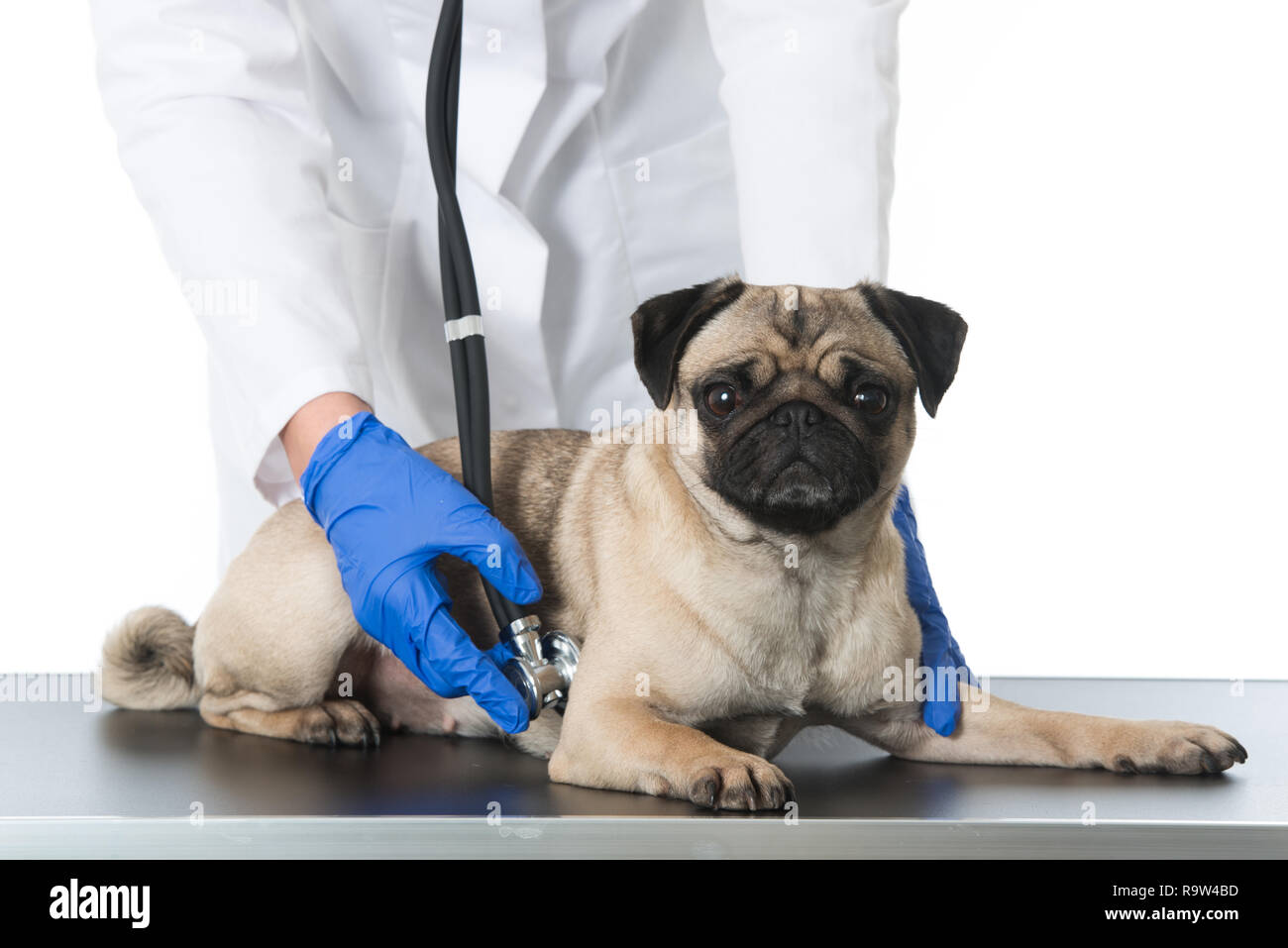 Pug in treatment at the vet Stock Photo - Alamy