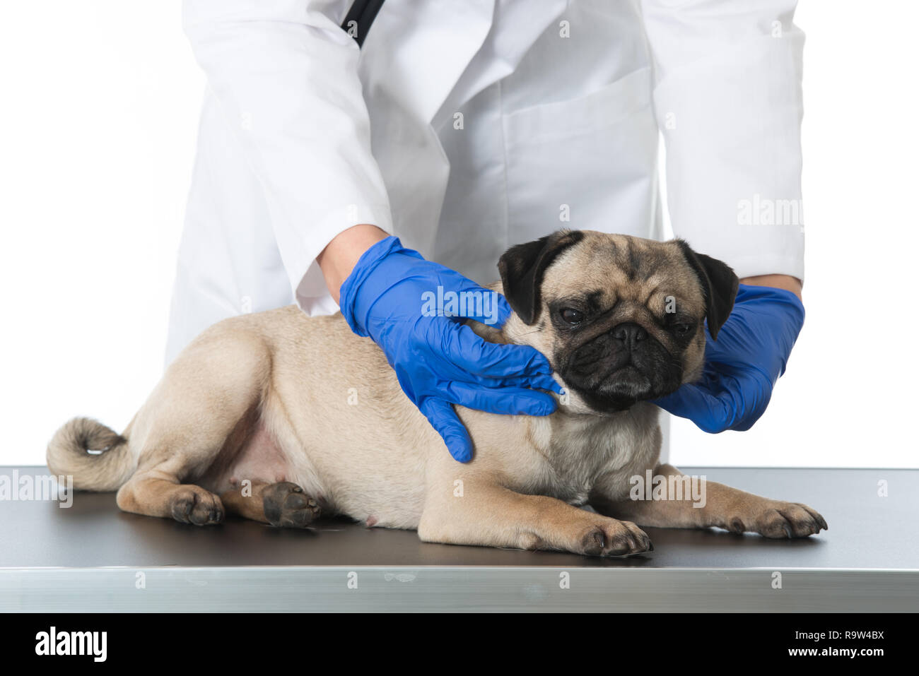 Pug in treatment at the vet Stock Photo - Alamy