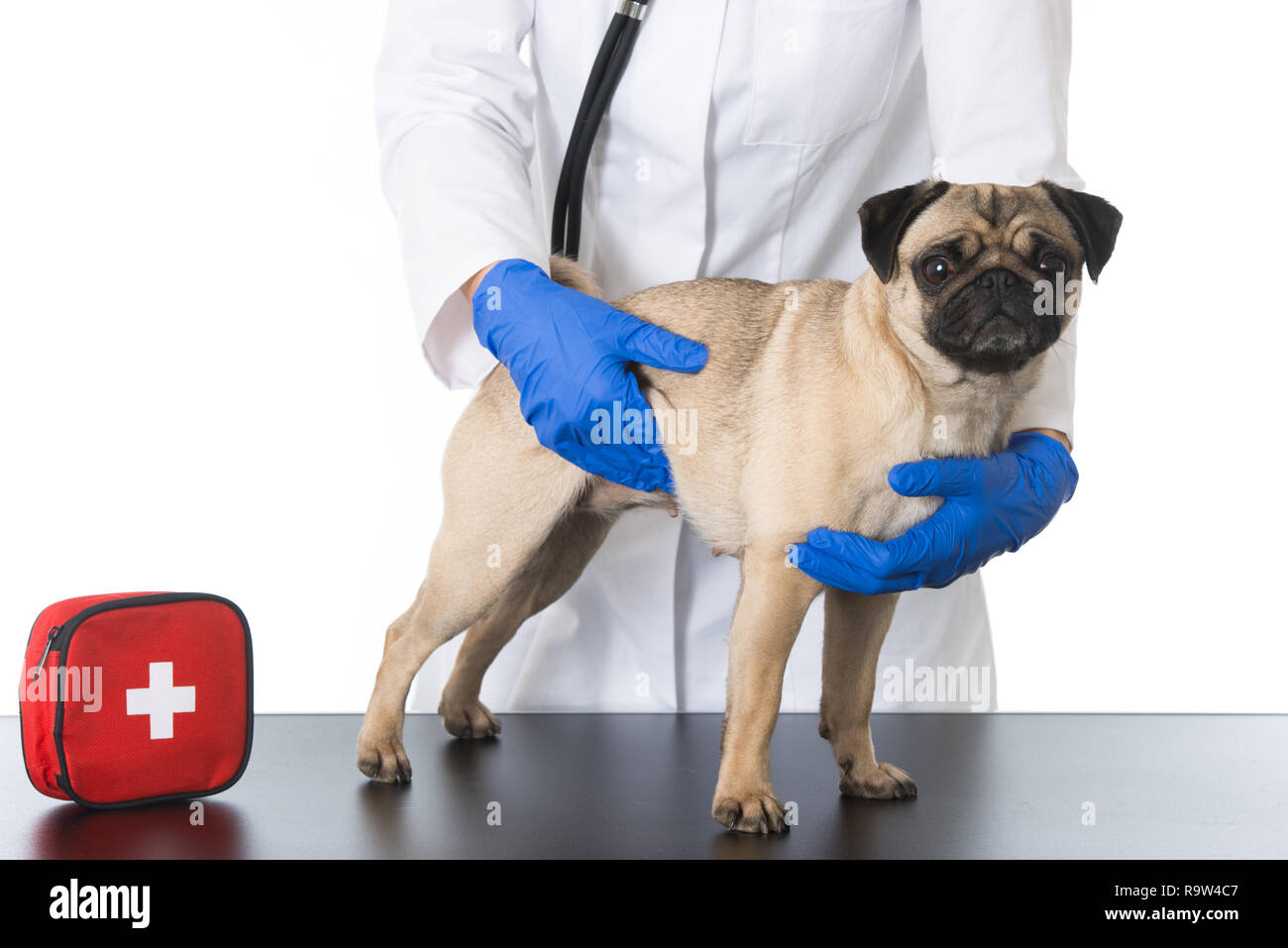 Person pug veterinarian veterinary hi-res stock photography and images ...