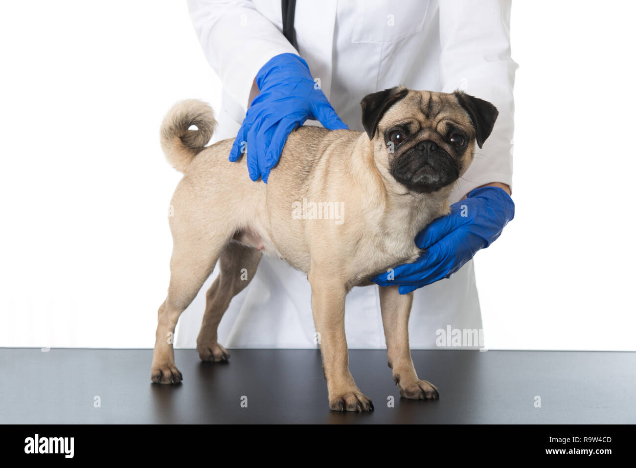 Person pug veterinarian veterinary hi-res stock photography and images ...