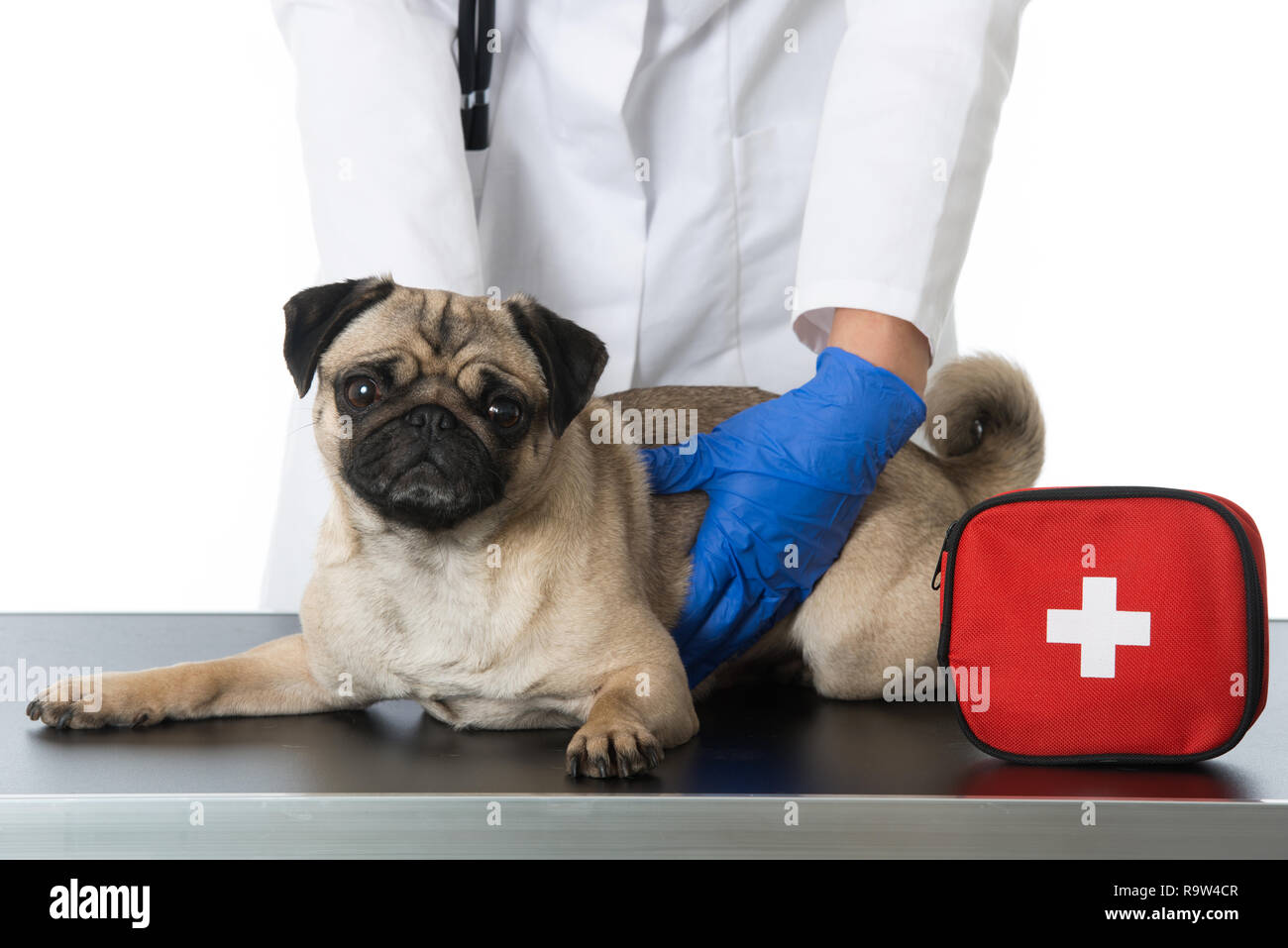 Pug in treatment at the vet Stock Photo - Alamy