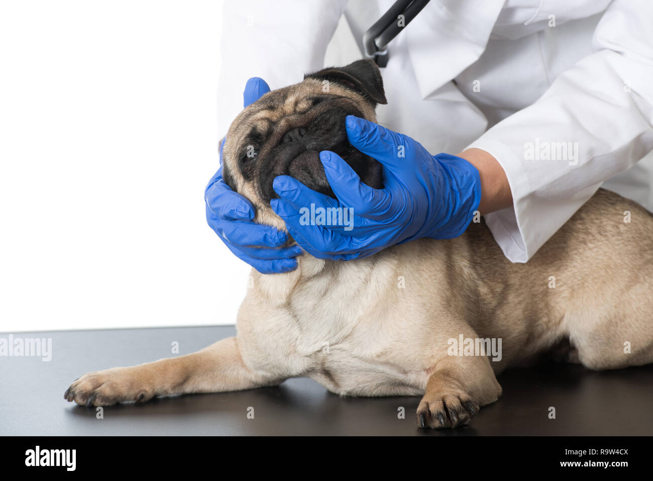 Pug in treatment at the vet Stock Photo - Alamy