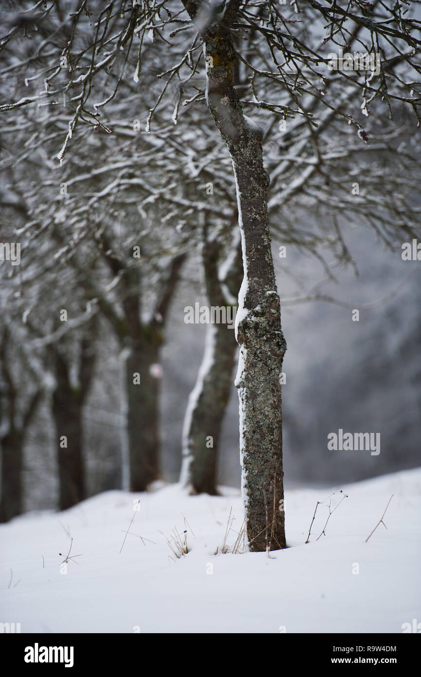Trees in a winter landscape Stock Photo - Alamy