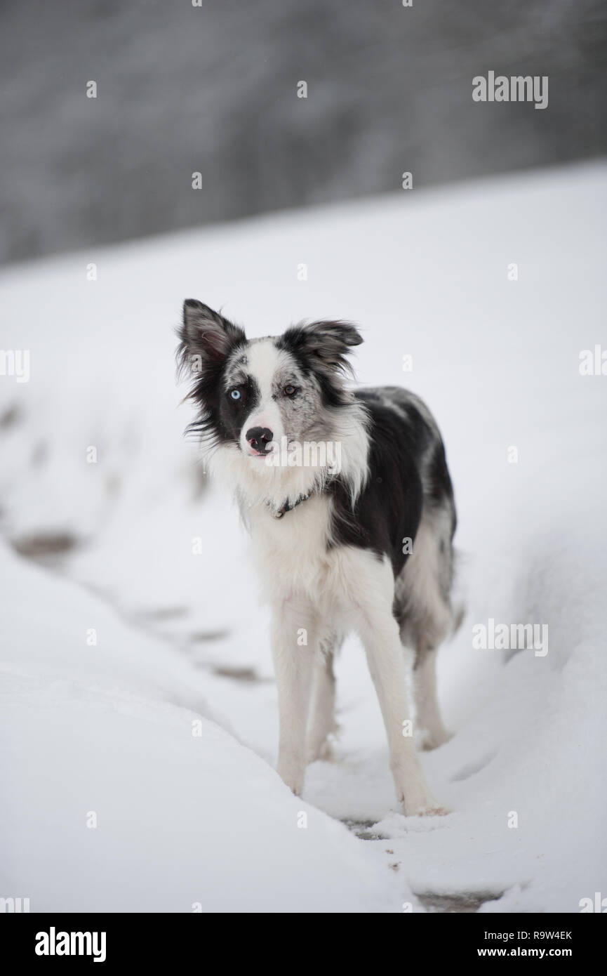 Border collie dog in winter landscape Stock Photo - Alamy