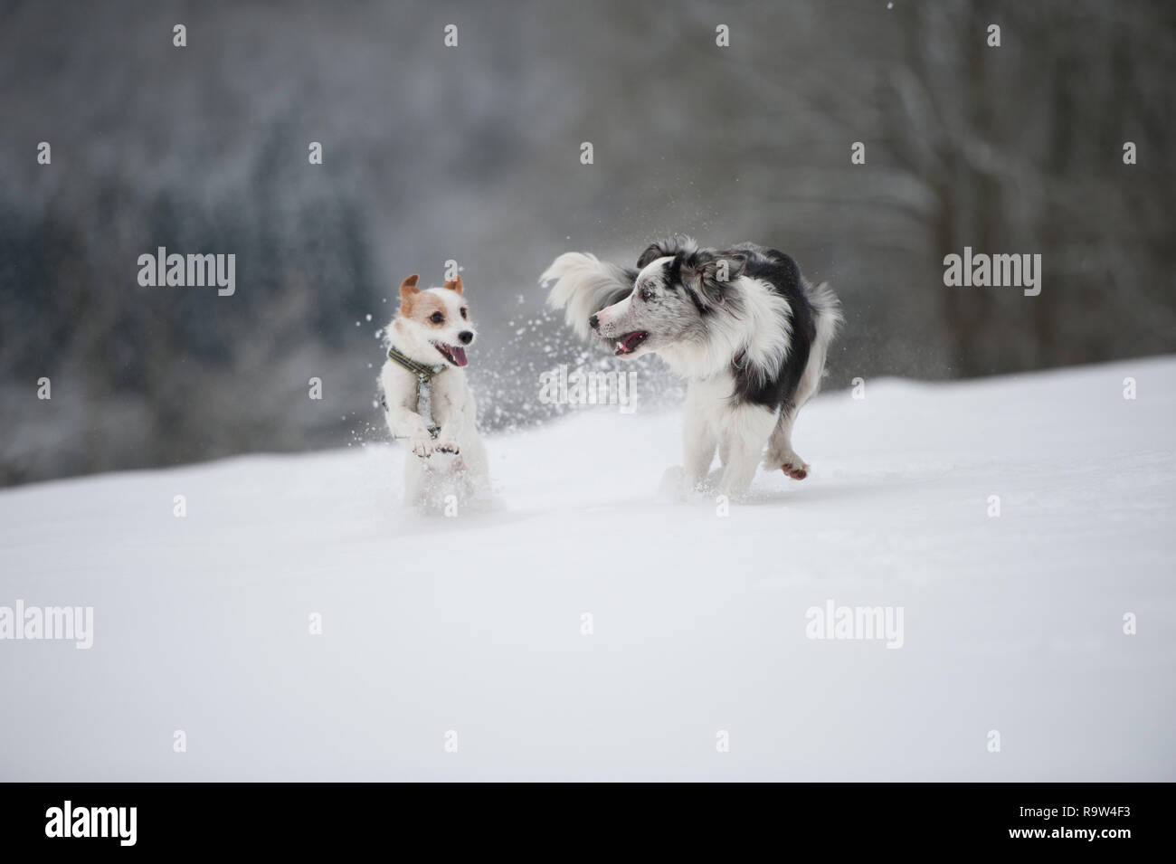 Dogs in the landscape hi-res stock photography and images - Alamy
