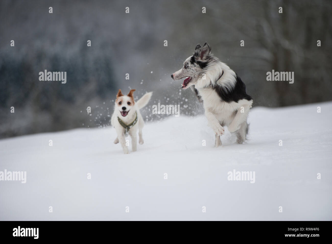 Two running dogs in winter landscape Stock Photo - Alamy
