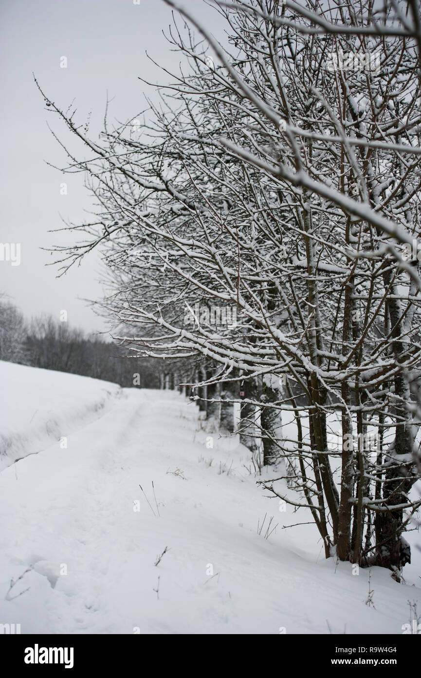 Trees in a winter landscape hi-res stock photography and images - Alamy