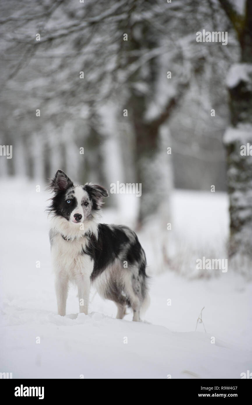 Border collie dog in winter landscape Stock Photo - Alamy