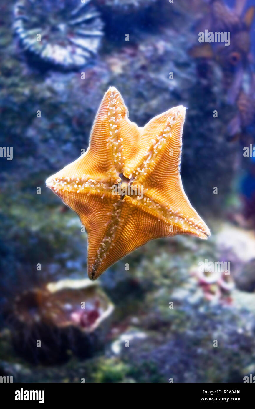 beautiful exotic aquarium - underwater nature concept, elegant visuals ...