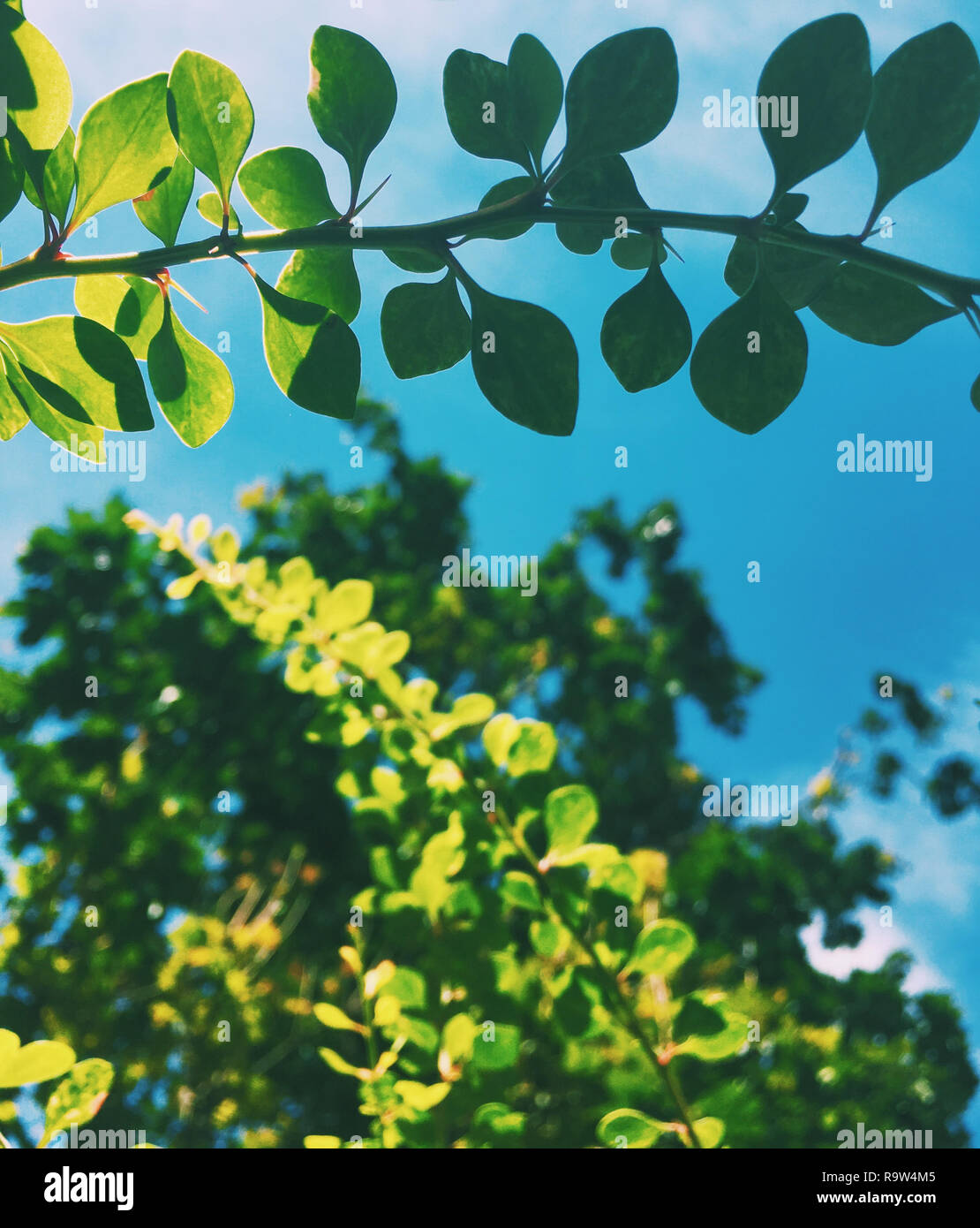 beauty of nature - environment, ecology, plants and gardening concept ...