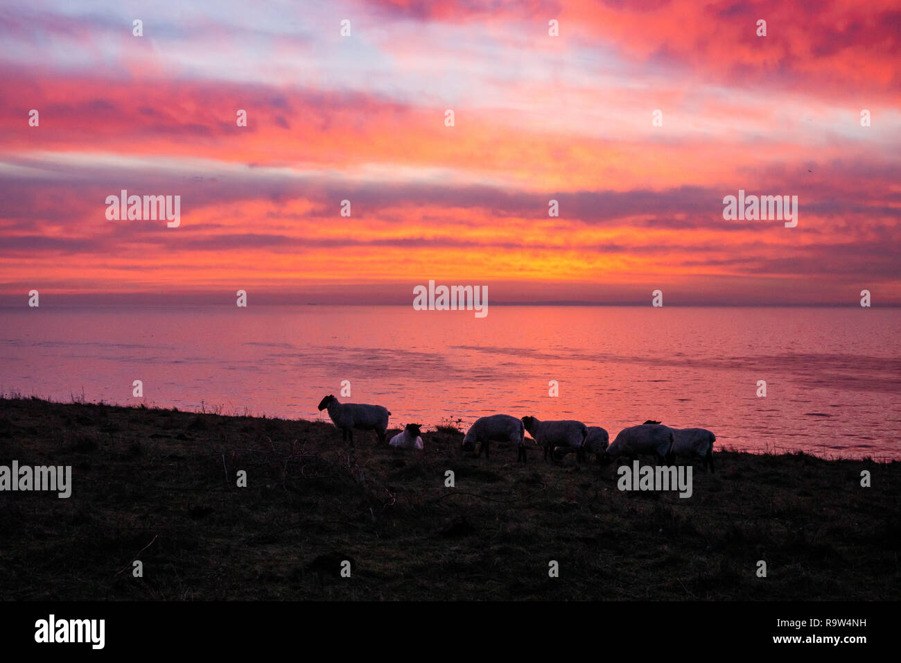 Red samphire hi-res stock photography and images - Alamy