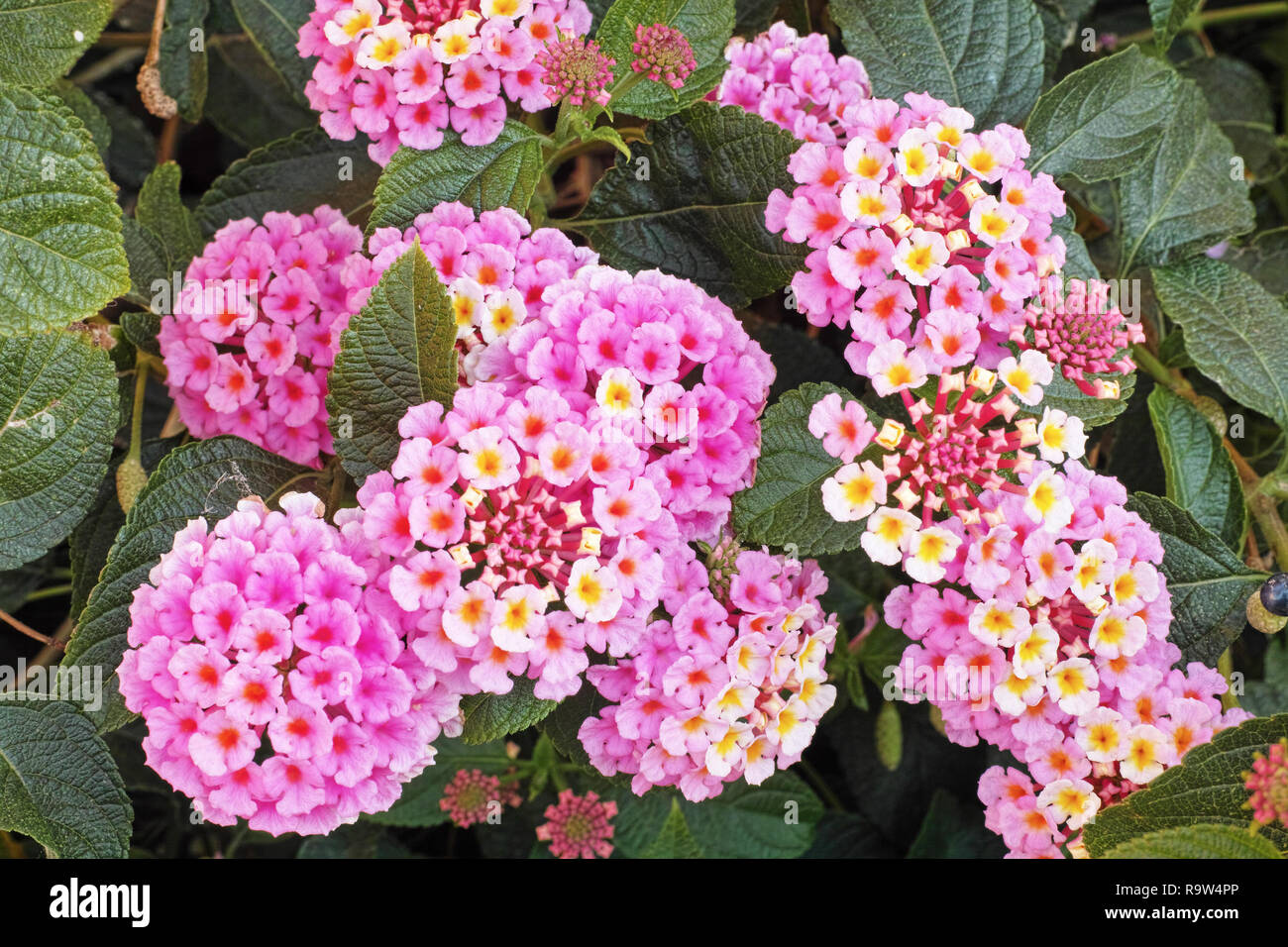 Lantana camara in bloom hi-res stock photography and images - Alamy