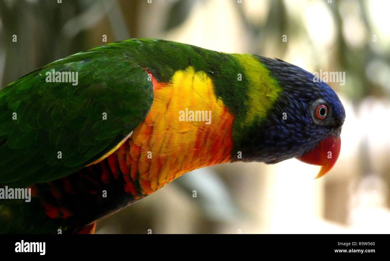 Parrott bird hi-res stock photography and images - Alamy