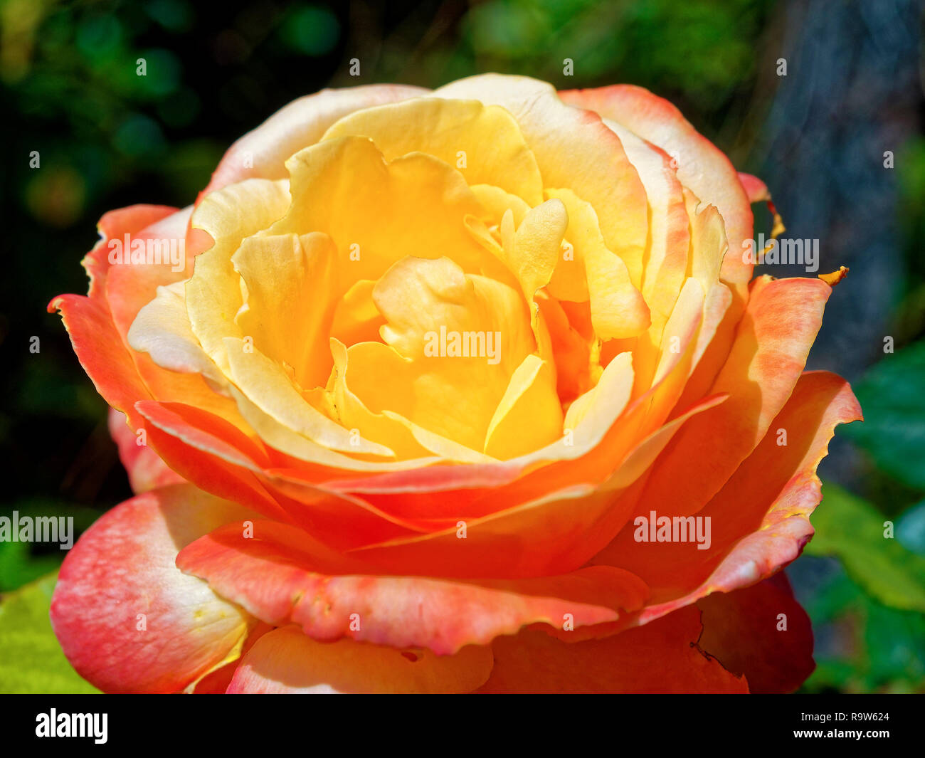 Closeup yellow rose hi-res stock photography and images - Alamy