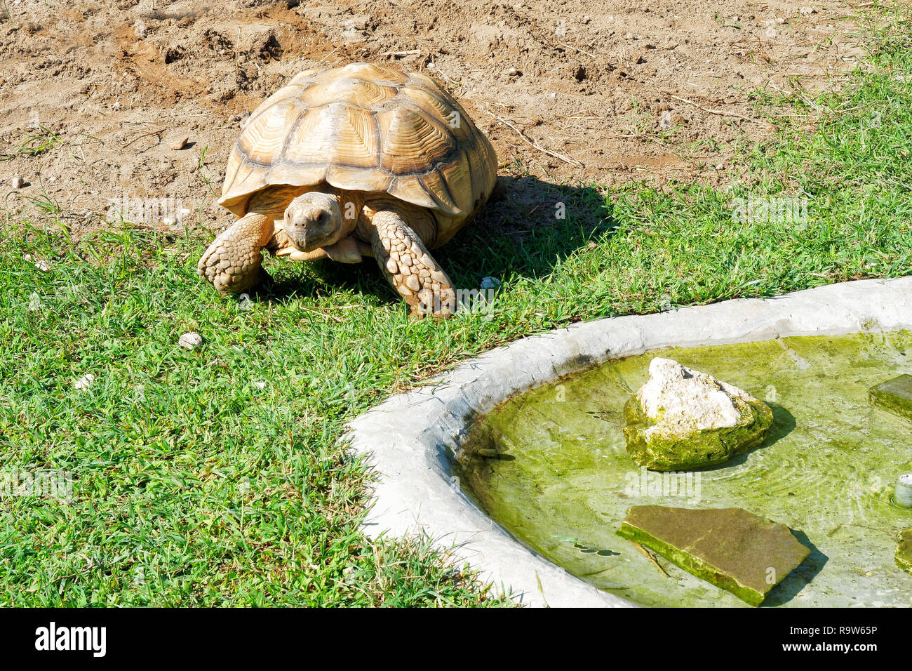 Reptile walking zoo grass hi-res stock photography and images - Alamy