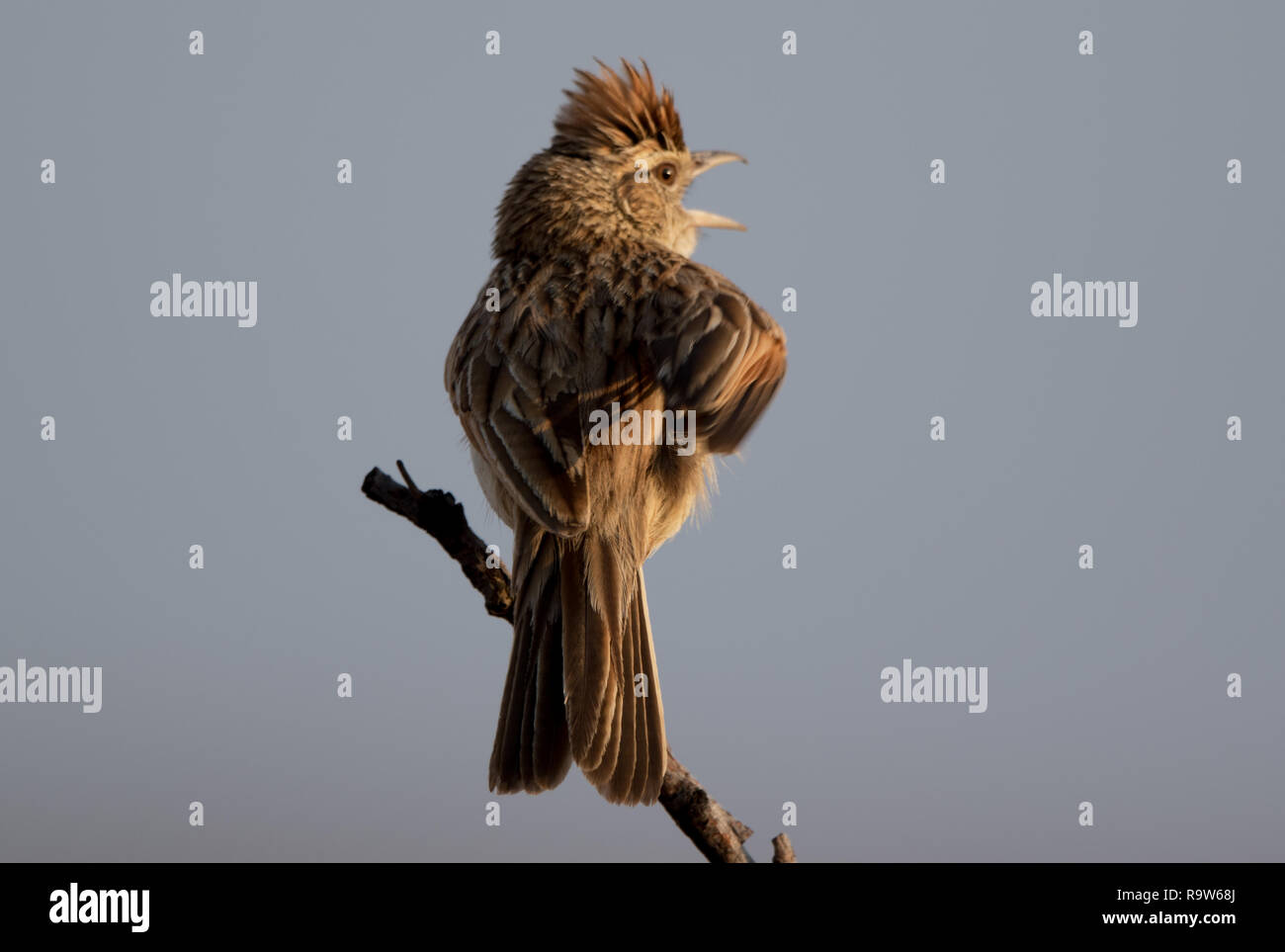 Lark tree hi-res stock photography and images - Alamy