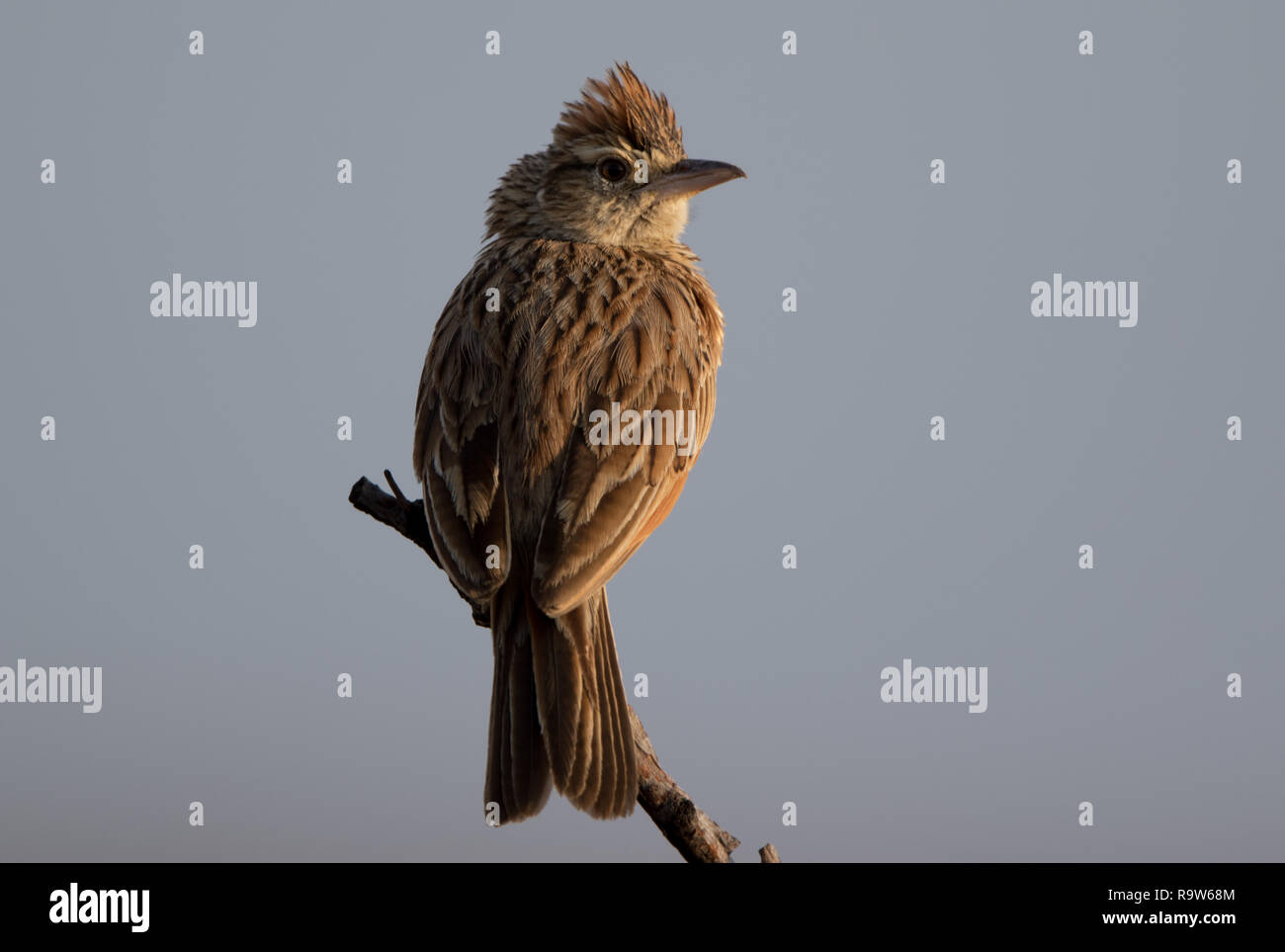 Sabota Lark (Calendulauda sabota Stock Photo - Alamy