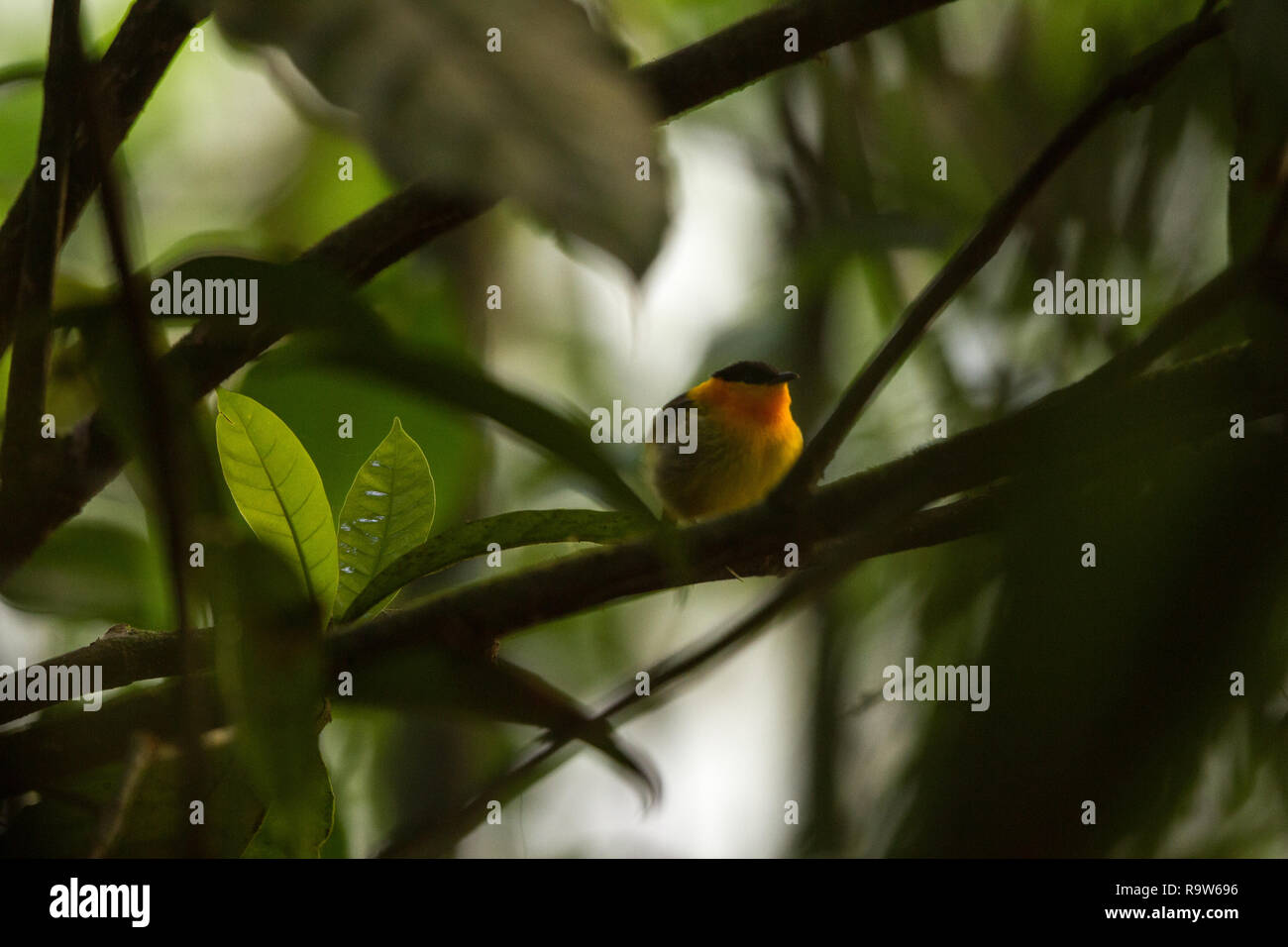 Orange-collared Manakin (Manacus aurantiacus Stock Photo - Alamy