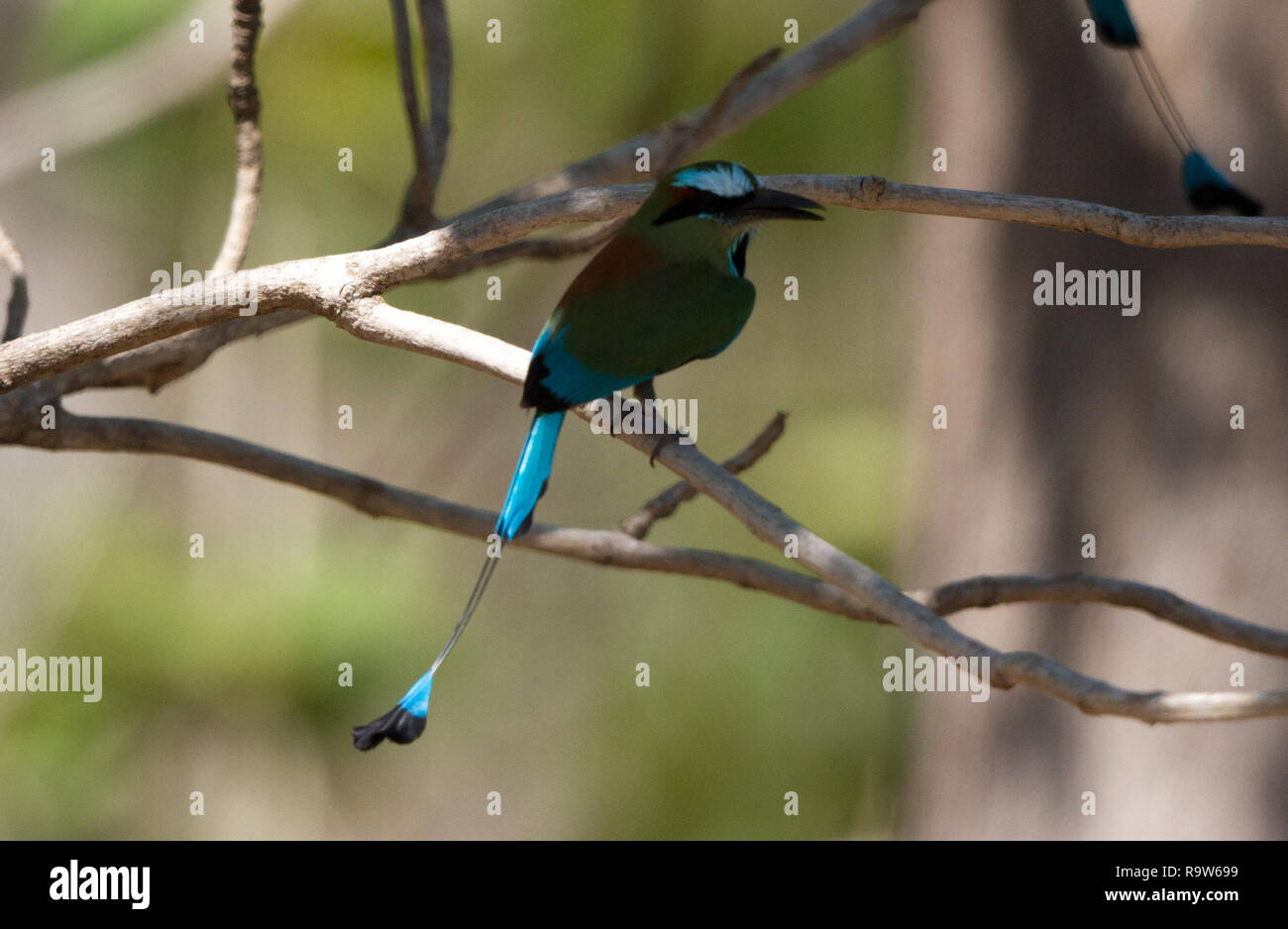 Turquoise-browed Motmot (Eumomota superciliosa Stock Photo - Alamy