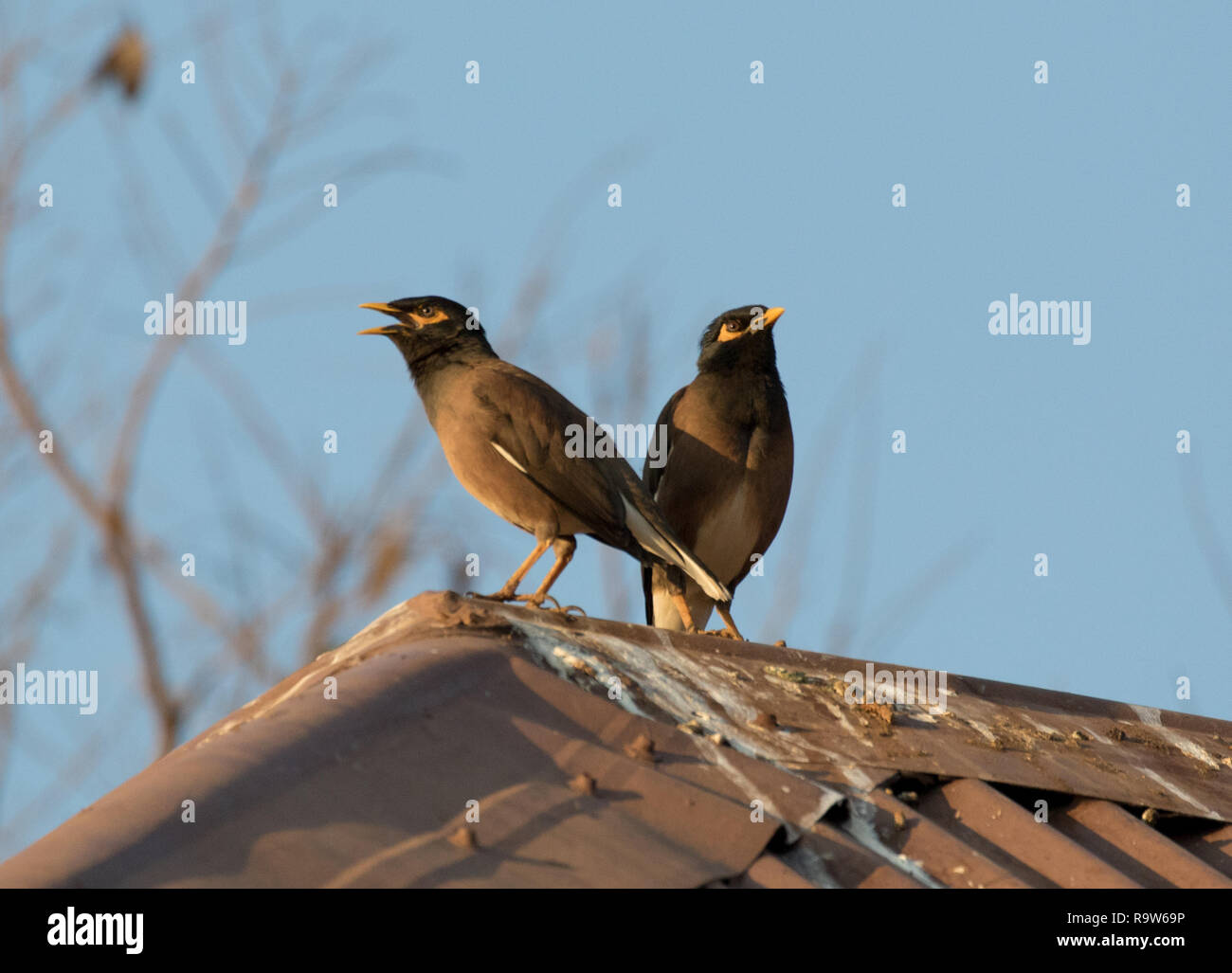 Common myna hi-res stock photography and images - Alamy