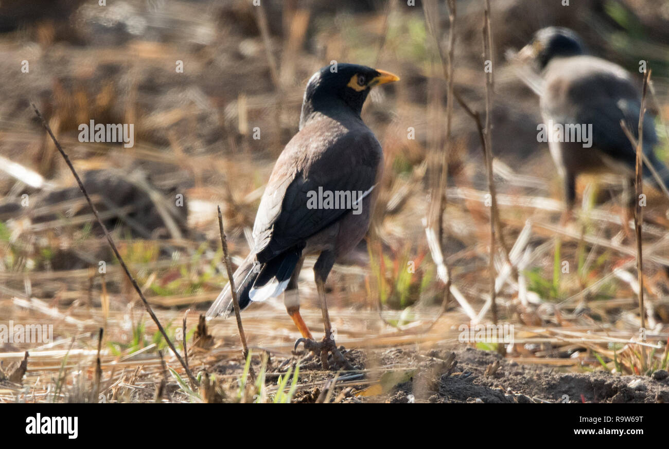 common myna (Acridotheres tristis Stock Photo - Alamy