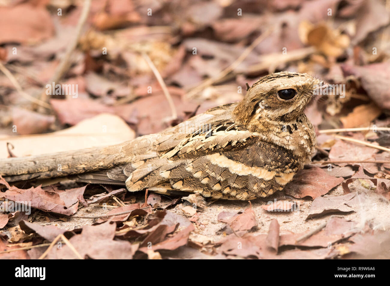 Long Tailed Nightjar Stock Photos & Long Tailed Nightjar Stock Images ...