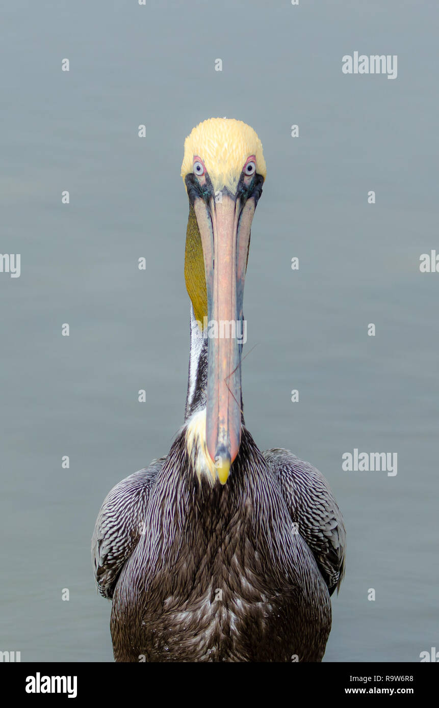 Frontal view of a brown pelican (Pelecanus occidentalis) in Florida's ...