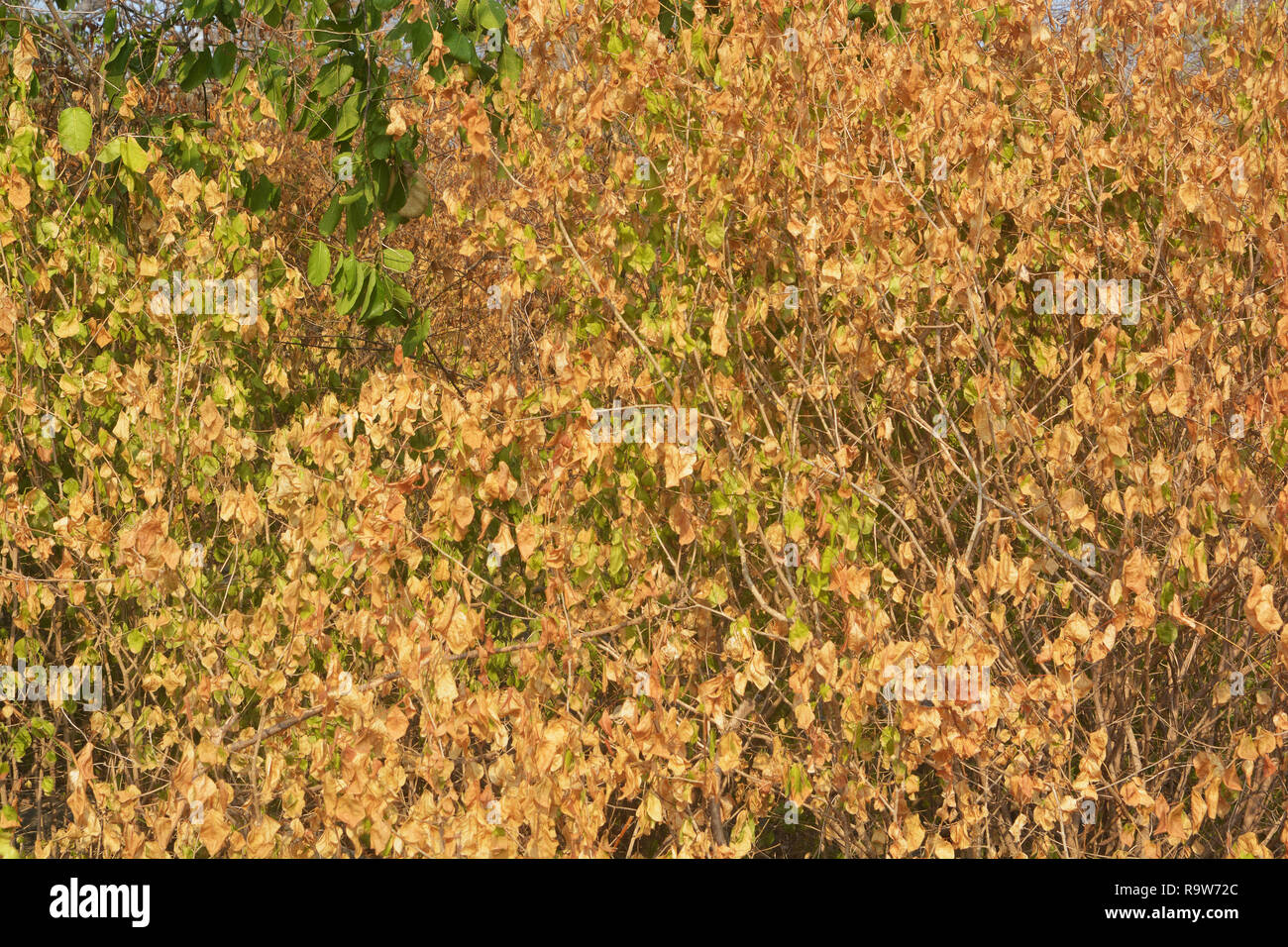 Arid tree in summer Stock Photo - Alamy