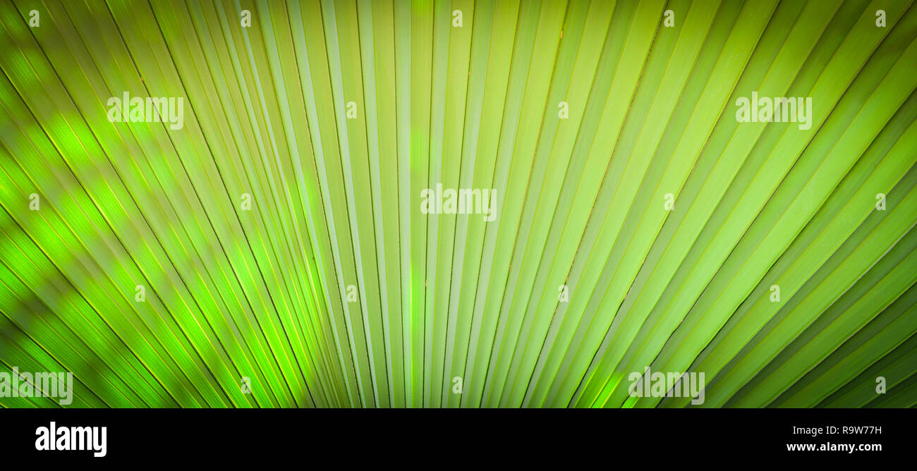 Natural green patterns / Green palm tree leaf texture on natural and ...
