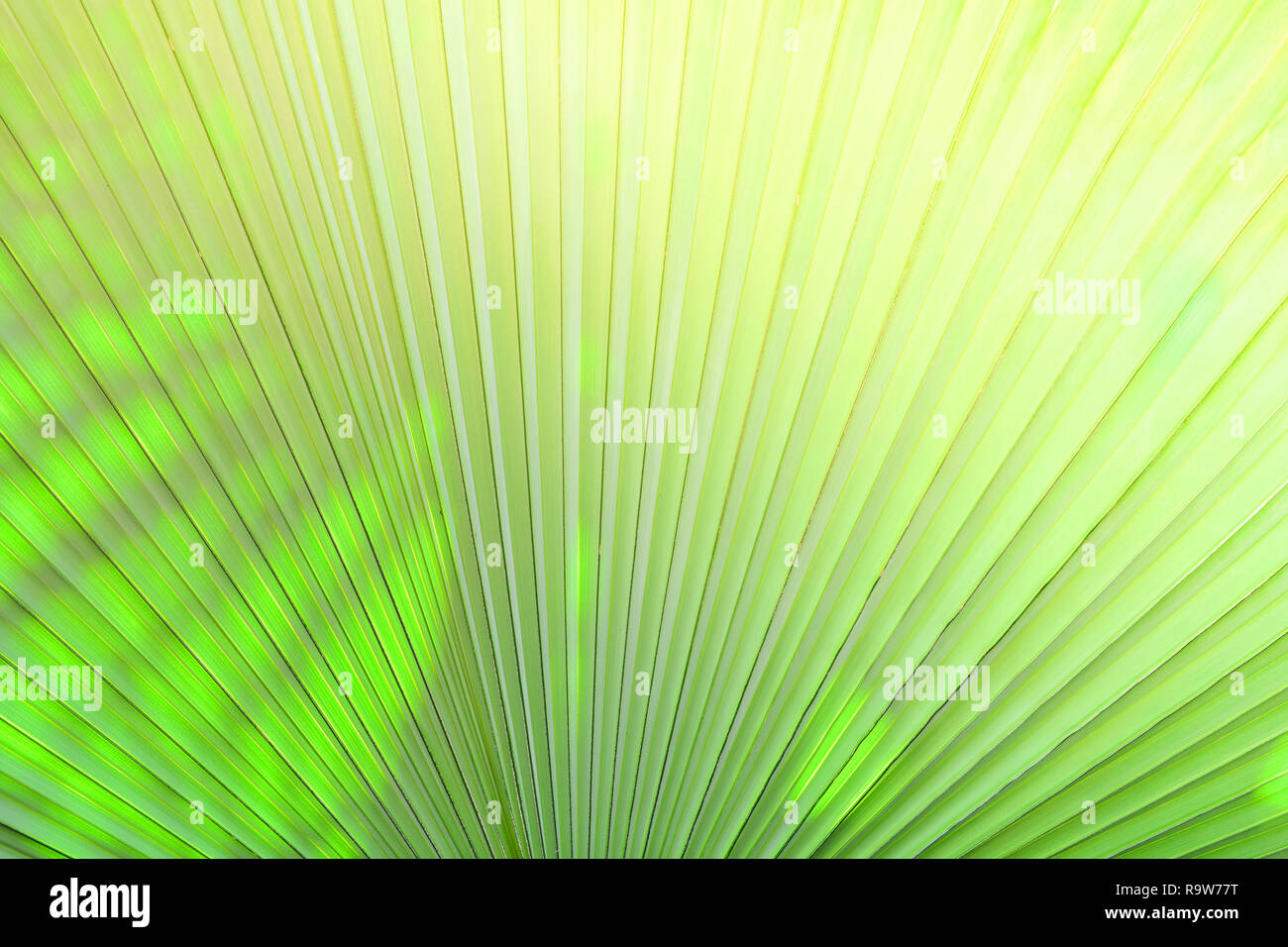 Natural green patterns / Green palm tree leaf texture on natural and ...