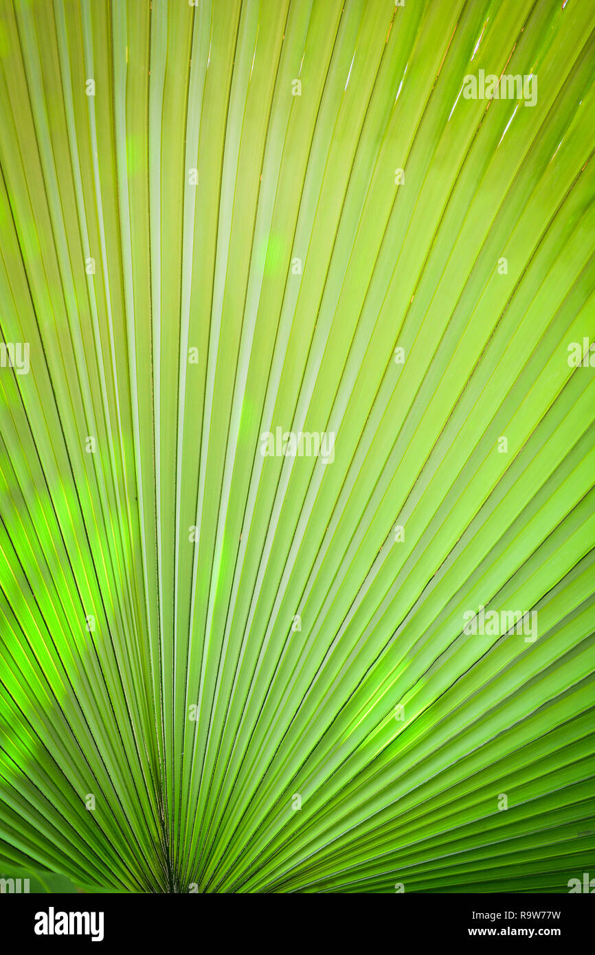 Natural green patterns / Green palm tree leaf texture on natural and ...