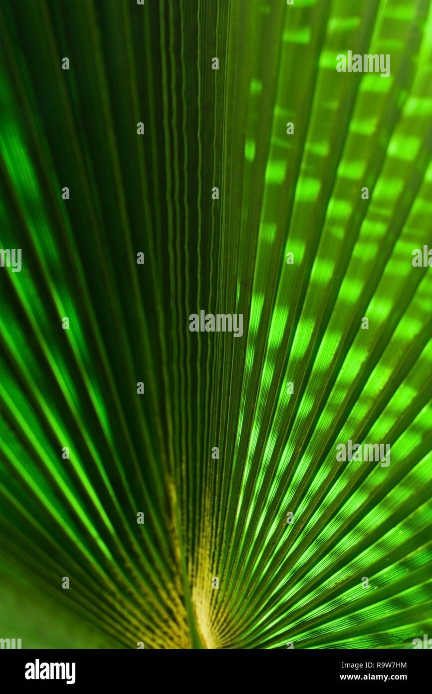 palm tree leaf - travel, exotic and tropical backgrounds styled concept ...